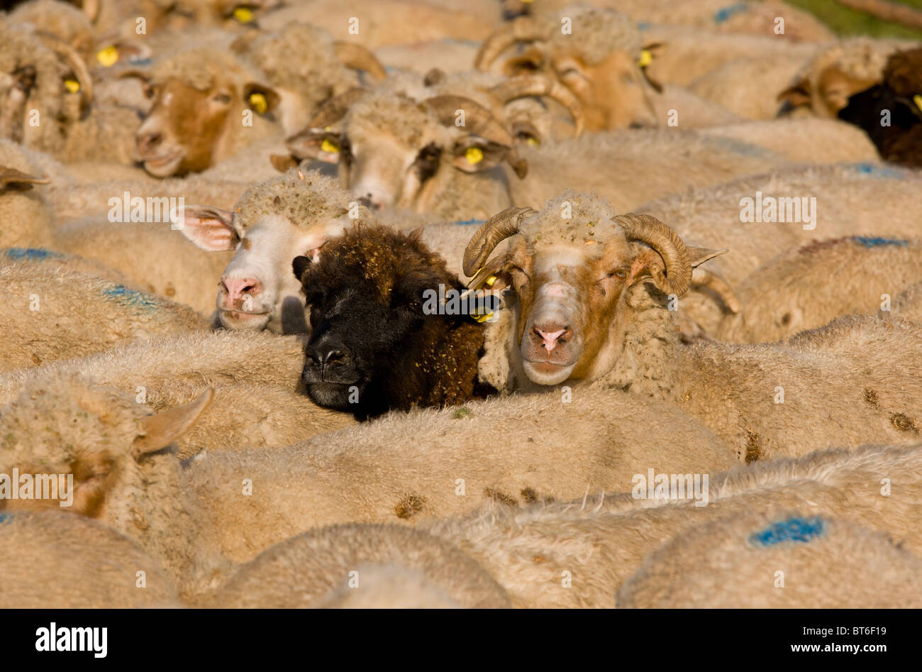 communal sheep flock at traditional sheep-fold near Saschiz, in autumn ...