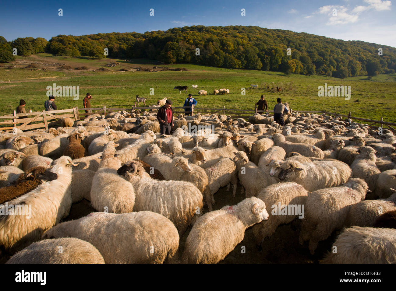 shepherds and communal sheep flock at traditional sheep-fold near ...
