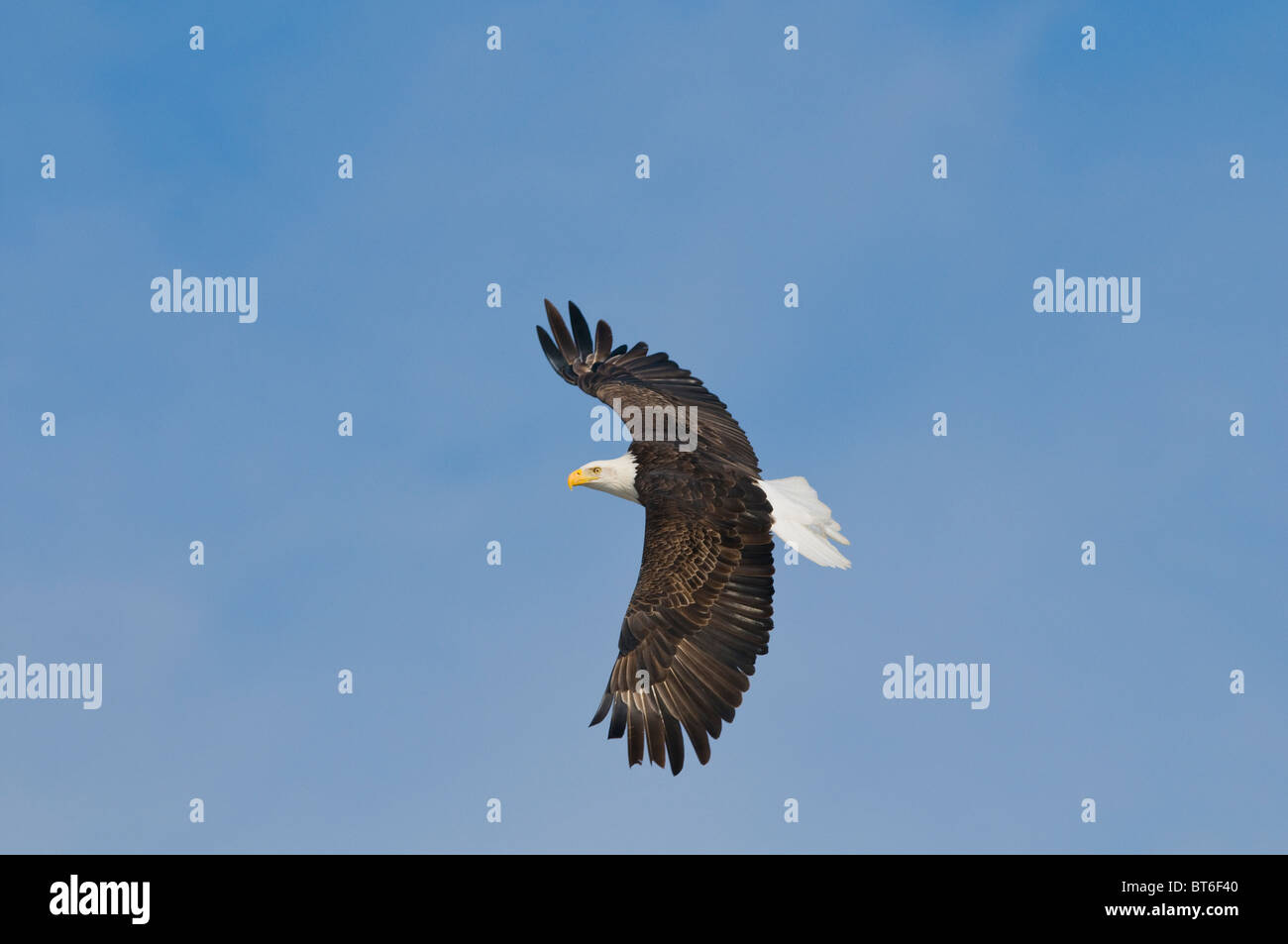 Flying Bald Eagle Stock Photo - Alamy