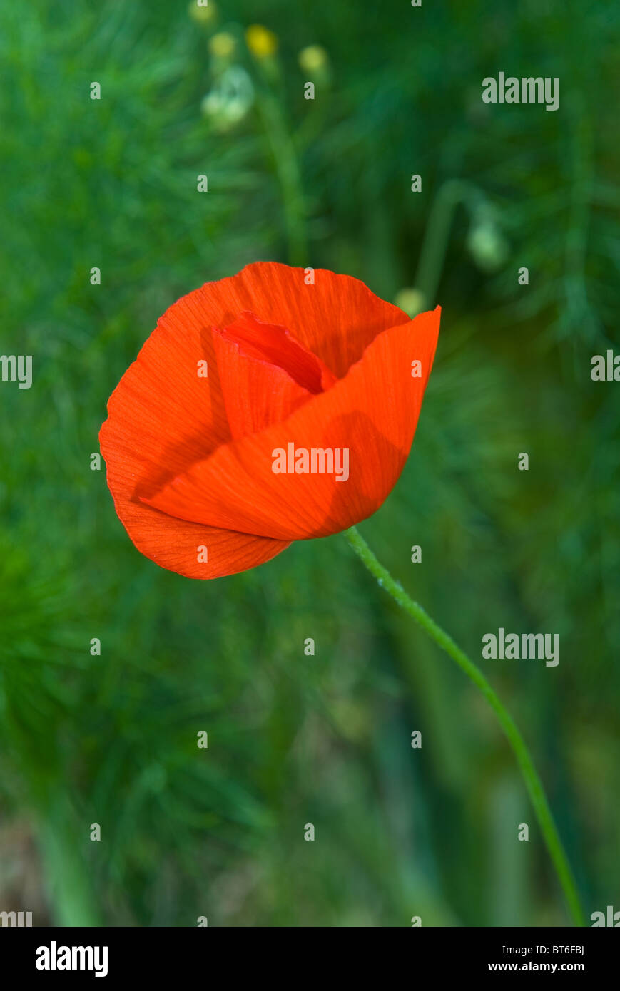 Poppy (Papaver L Stock Photo - Alamy