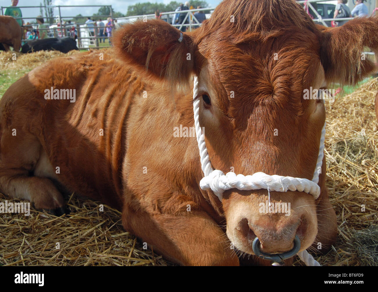 Cow eyelashes hi-res stock photography and images - Alamy