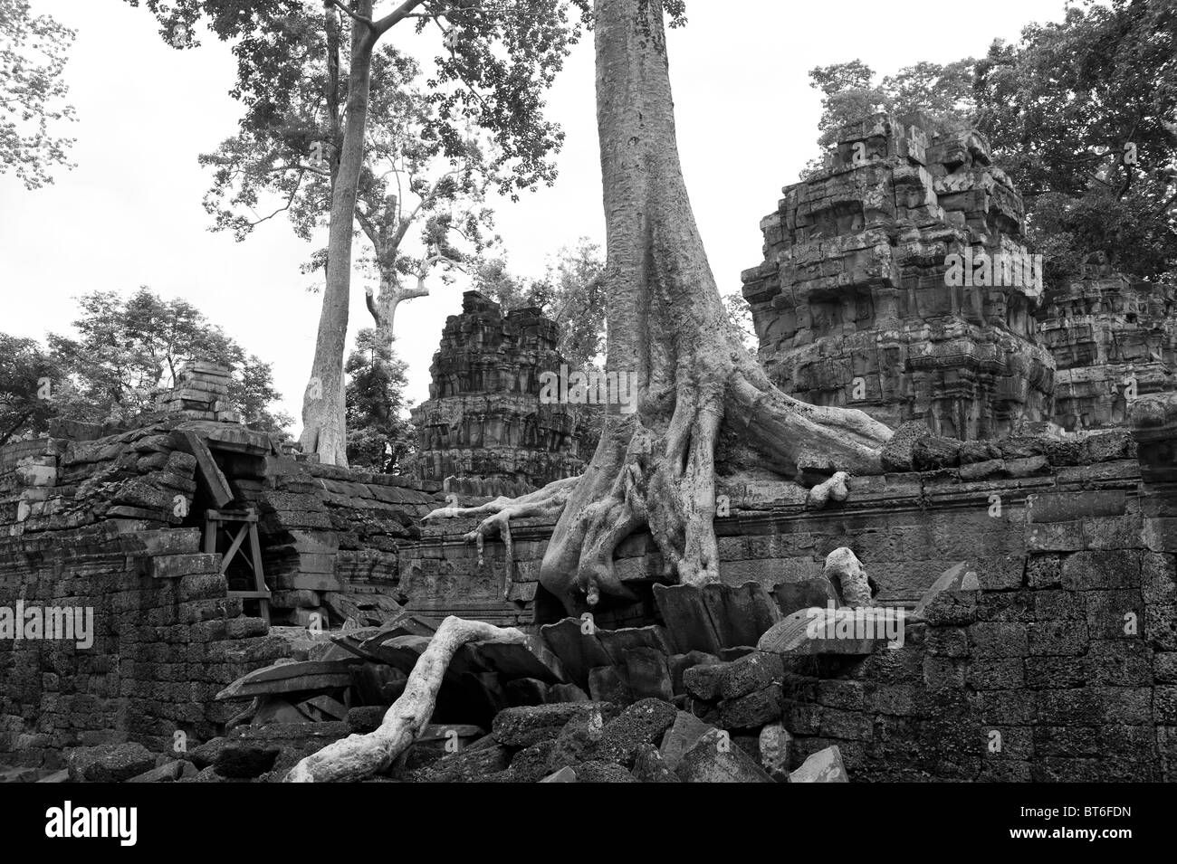 Trees Growing Out of the Ruins of Ta Prohm Temple, Angkor Wat Cambodia ...