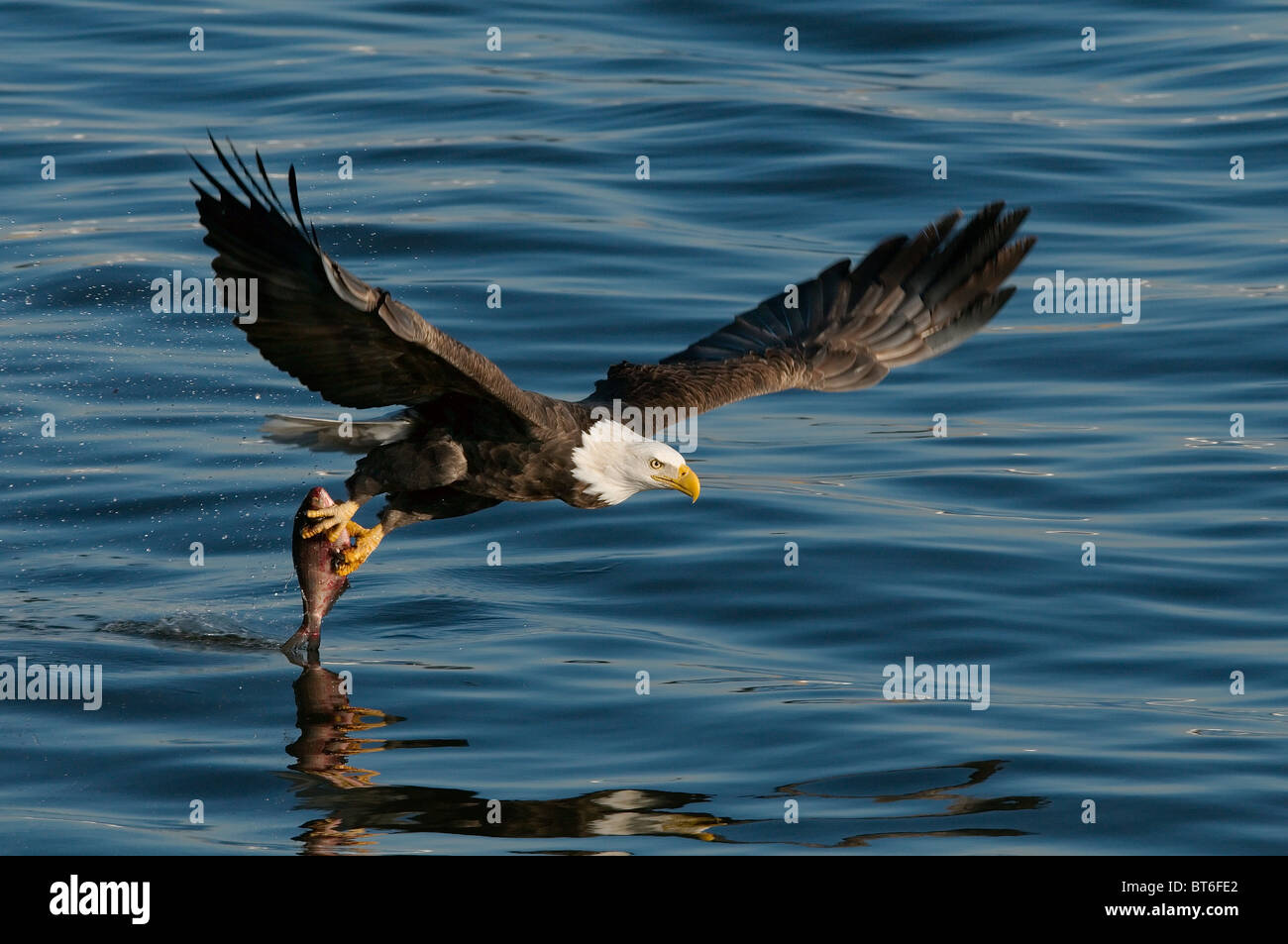Bald Eagle with fish Stock Photo - Alamy