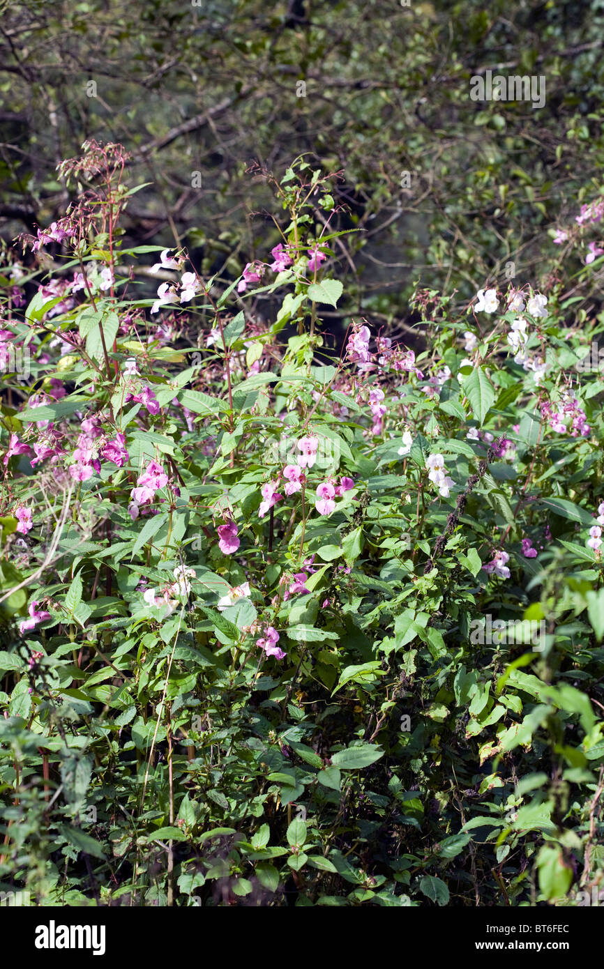 Indian himalayan balsam hi-res stock photography and images - Alamy