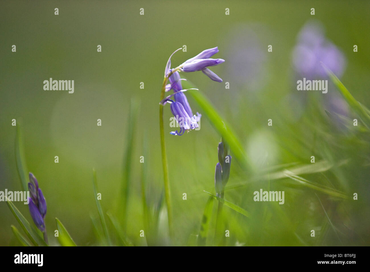 A bluebell in spring Stock Photo - Alamy