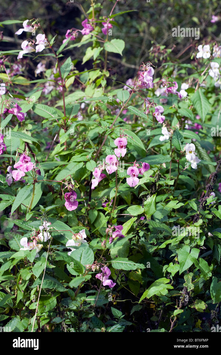 Indian balsam by river hi-res stock photography and images - Alamy