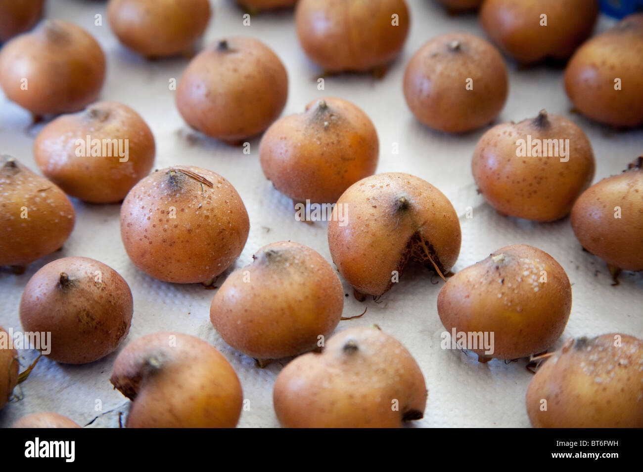 Medlar fruit (Mespilus germanica) in storage waiting to ripen (bletting ...
