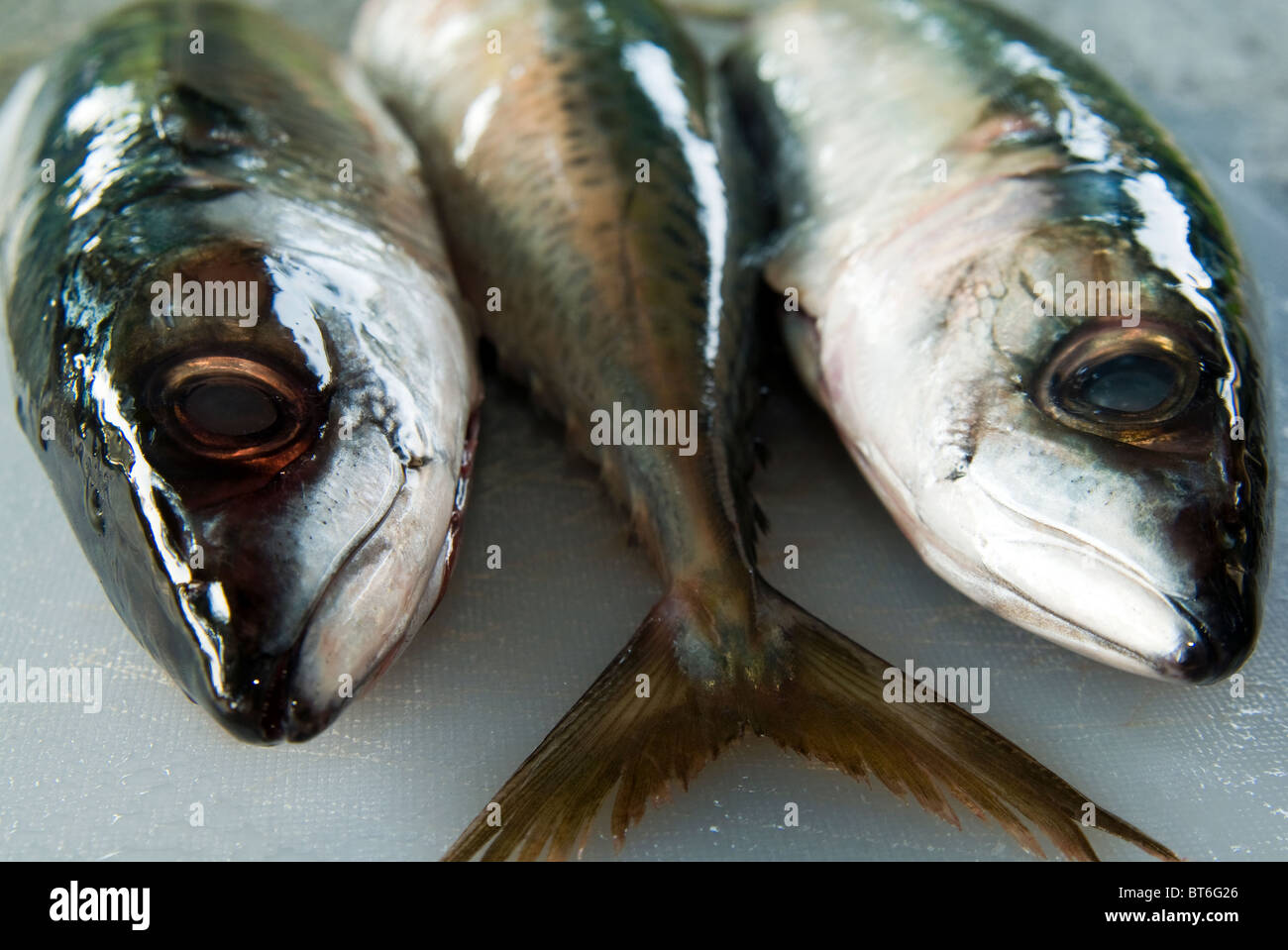 Atlantic mackerel (Scomber scombrus Stock Photo - Alamy
