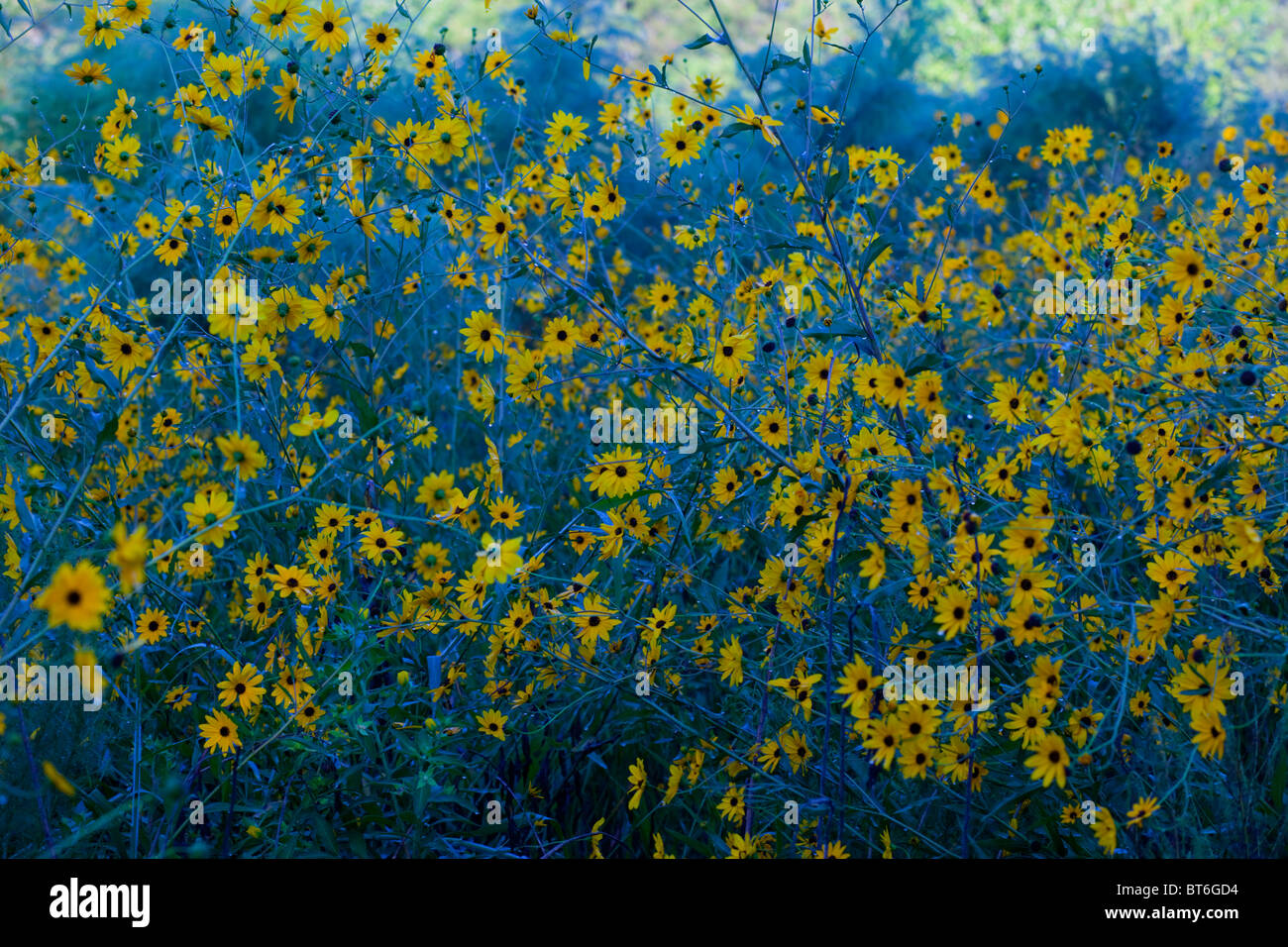 Swamp daisy hi-res stock photography and images - Alamy