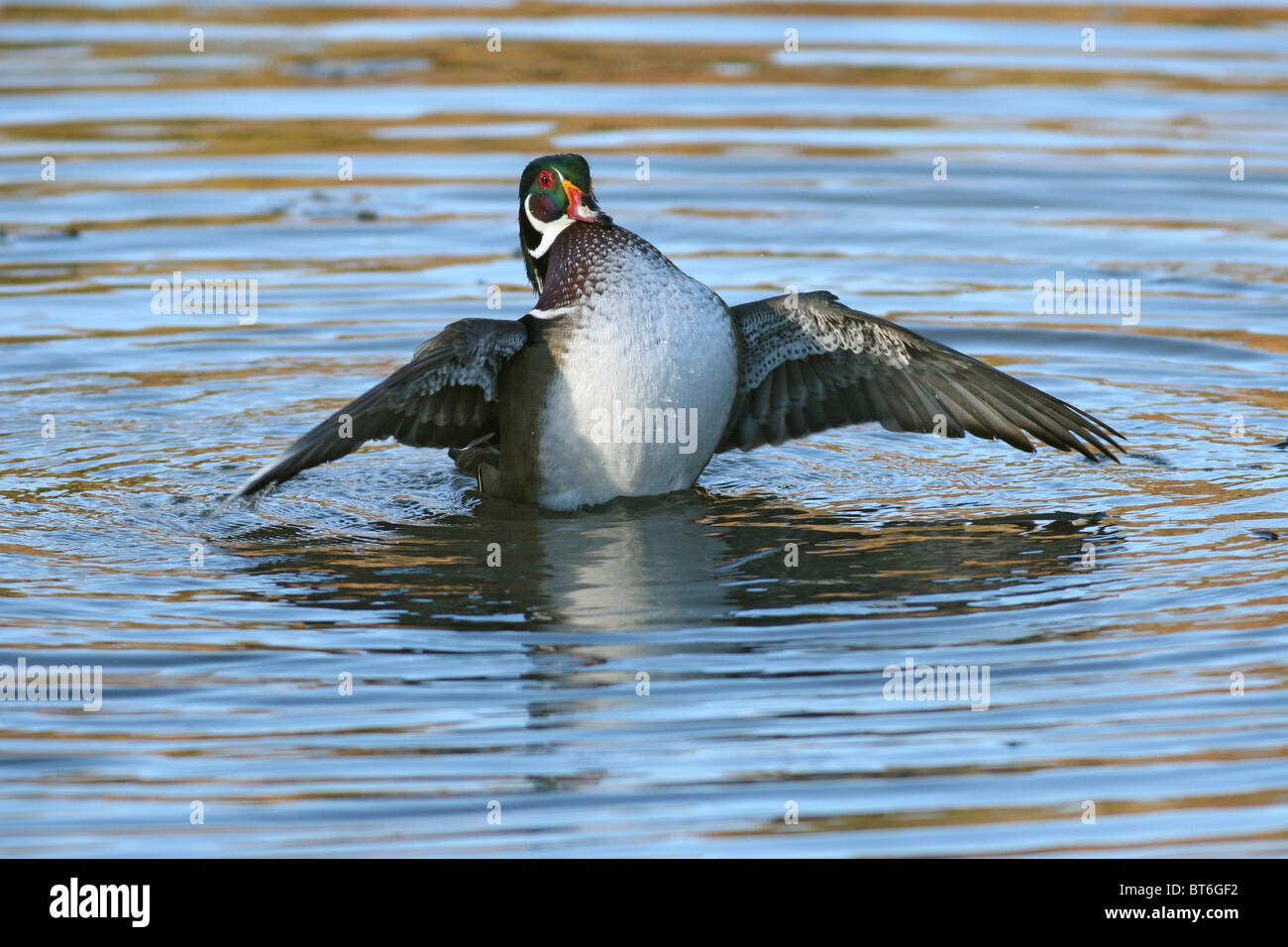 male wood duck flapping its wings Stock Photo - Alamy