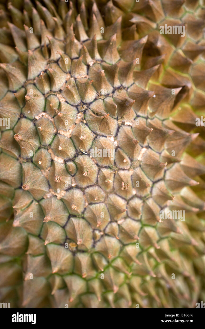 Close Up of Durian Skin Stock Photo - Alamy