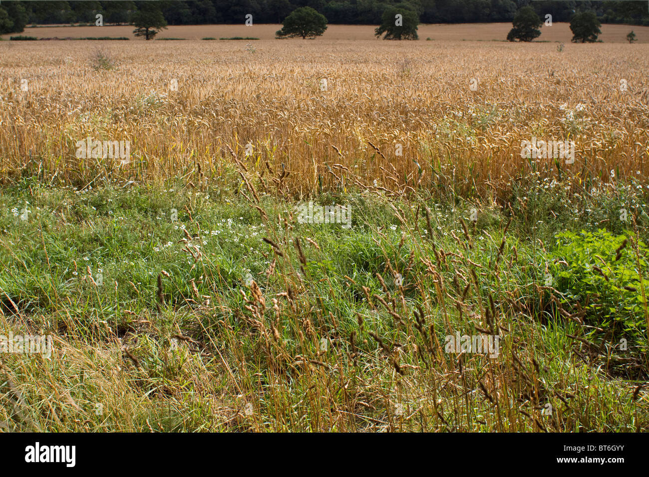 Real crops hi-res stock photography and images - Alamy