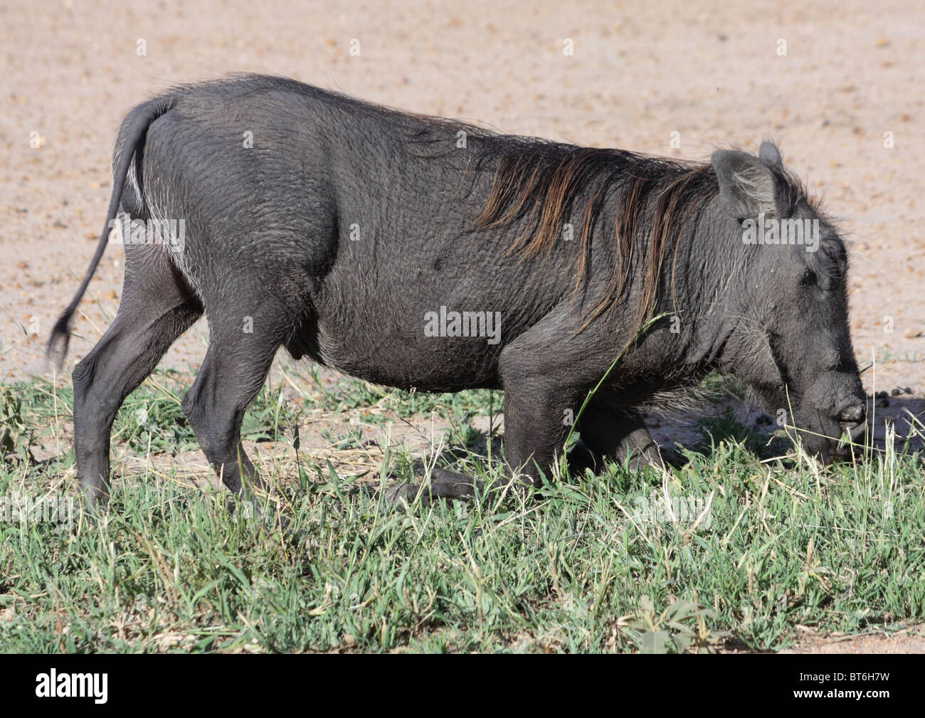 Common warthog grazing Stock Photo - Alamy