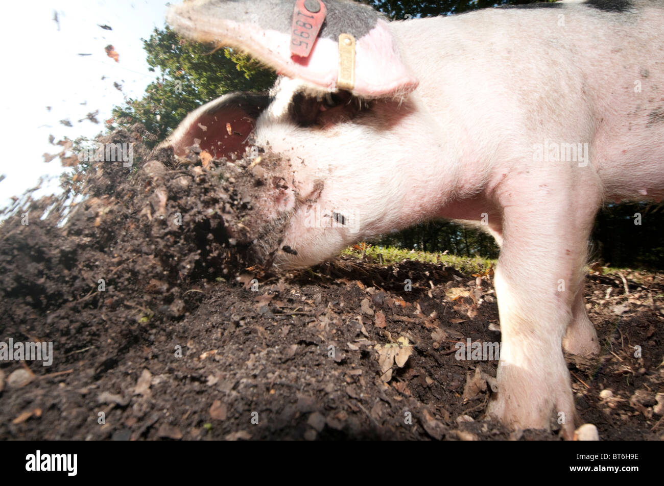 Pigs foraging for acorns in the New Forest under the ancient law of ...