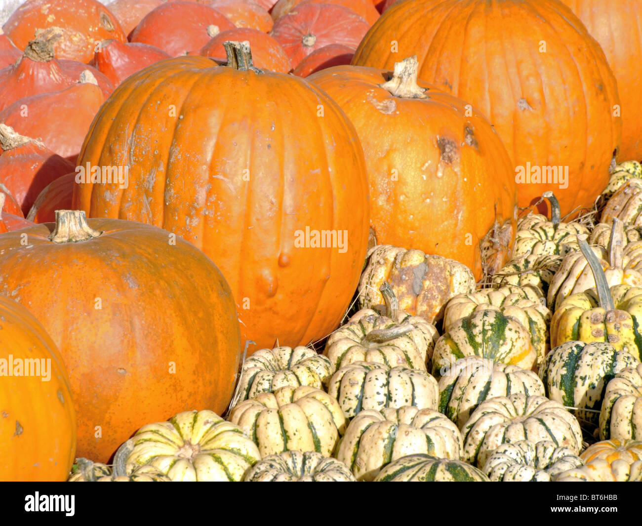 Mixed pumpkins hi-res stock photography and images - Alamy