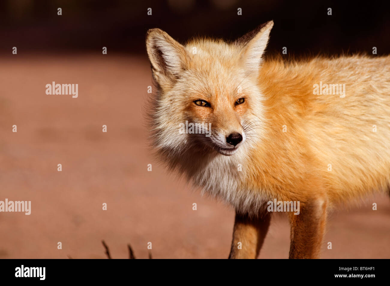Red fox in Colorado Stock Photo - Alamy