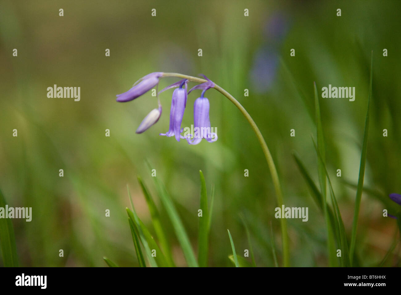 Bluebell in spring hi-res stock photography and images - Alamy