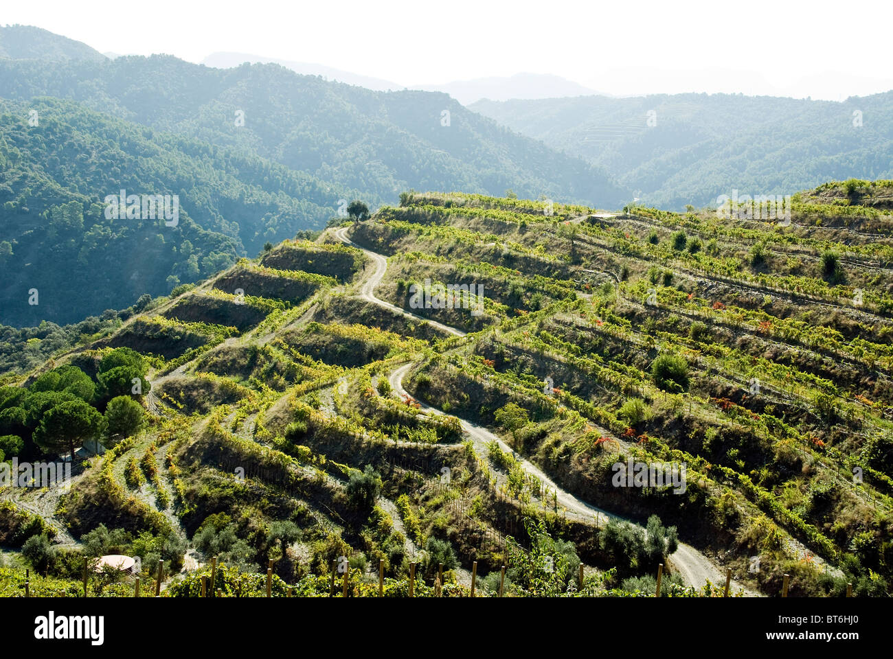 Grape terraces hi-res stock photography and images - Alamy