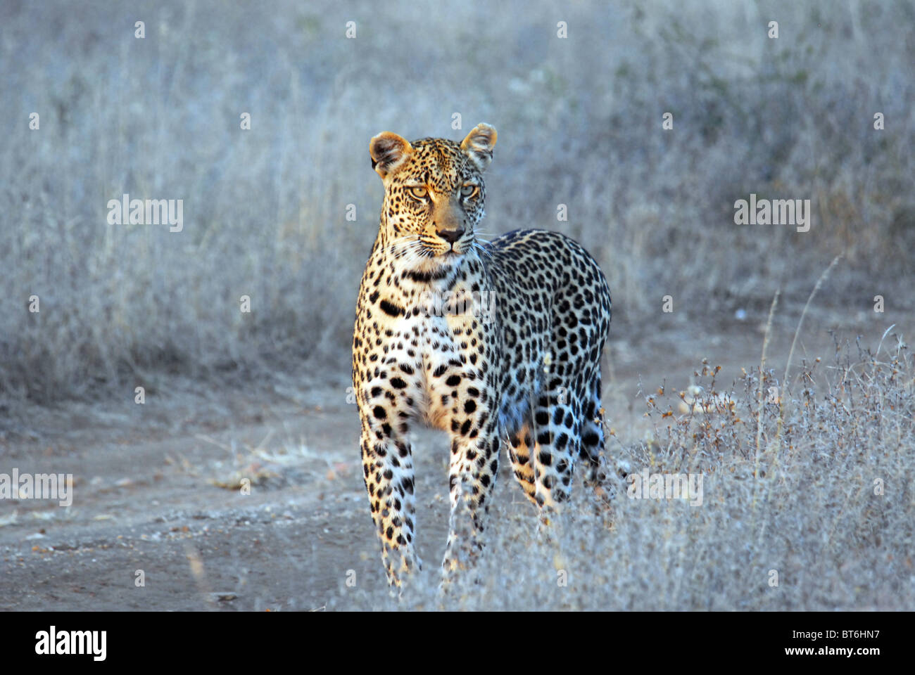 Female Leopard, Kruger Park Stock Photo - Alamy