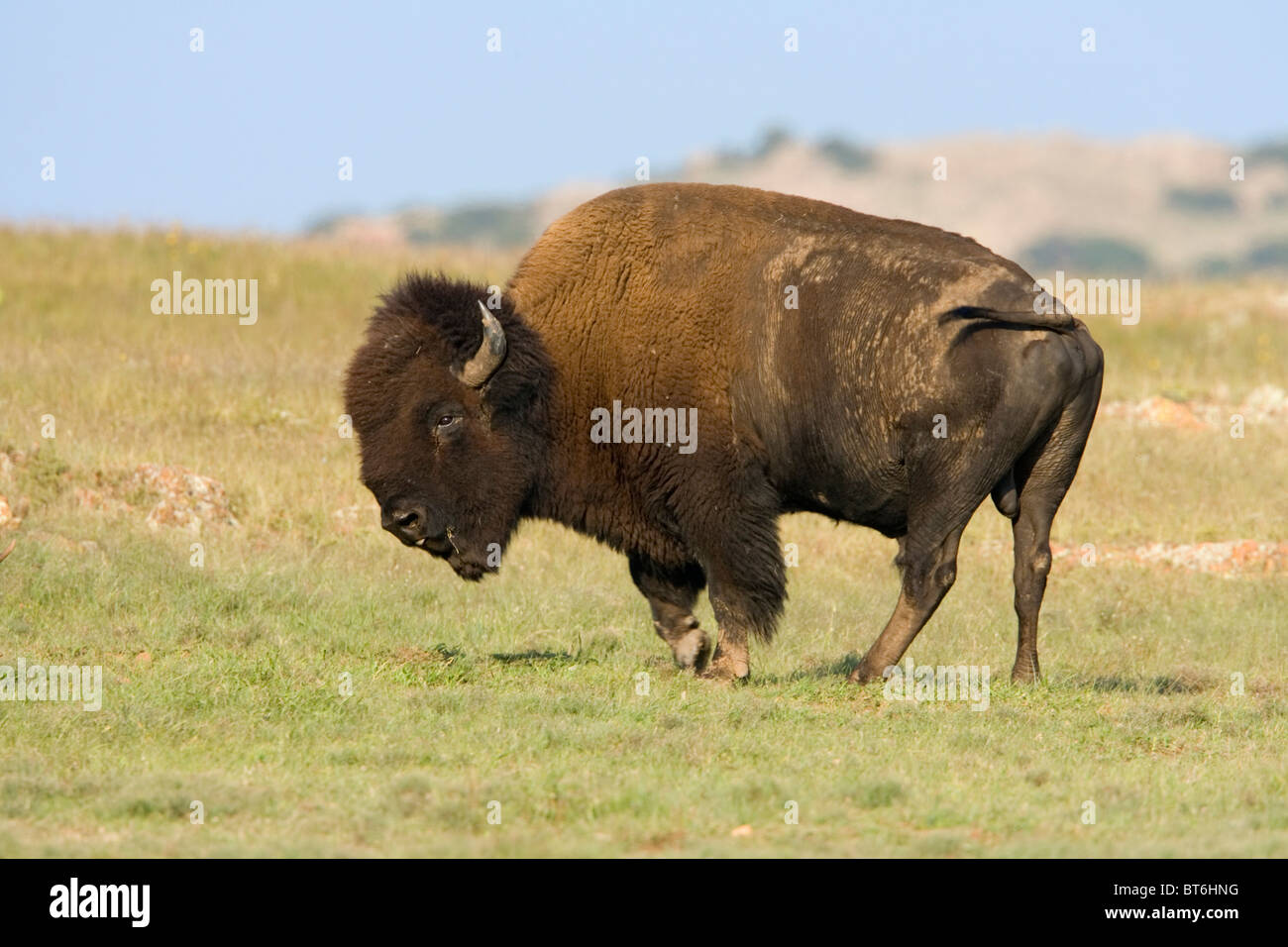 Bison Hair High Resolution Stock Photography and Images - Alamy