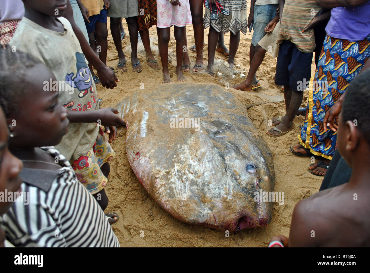 Sunfish High Resolution Stock Photography and Images - Alamy