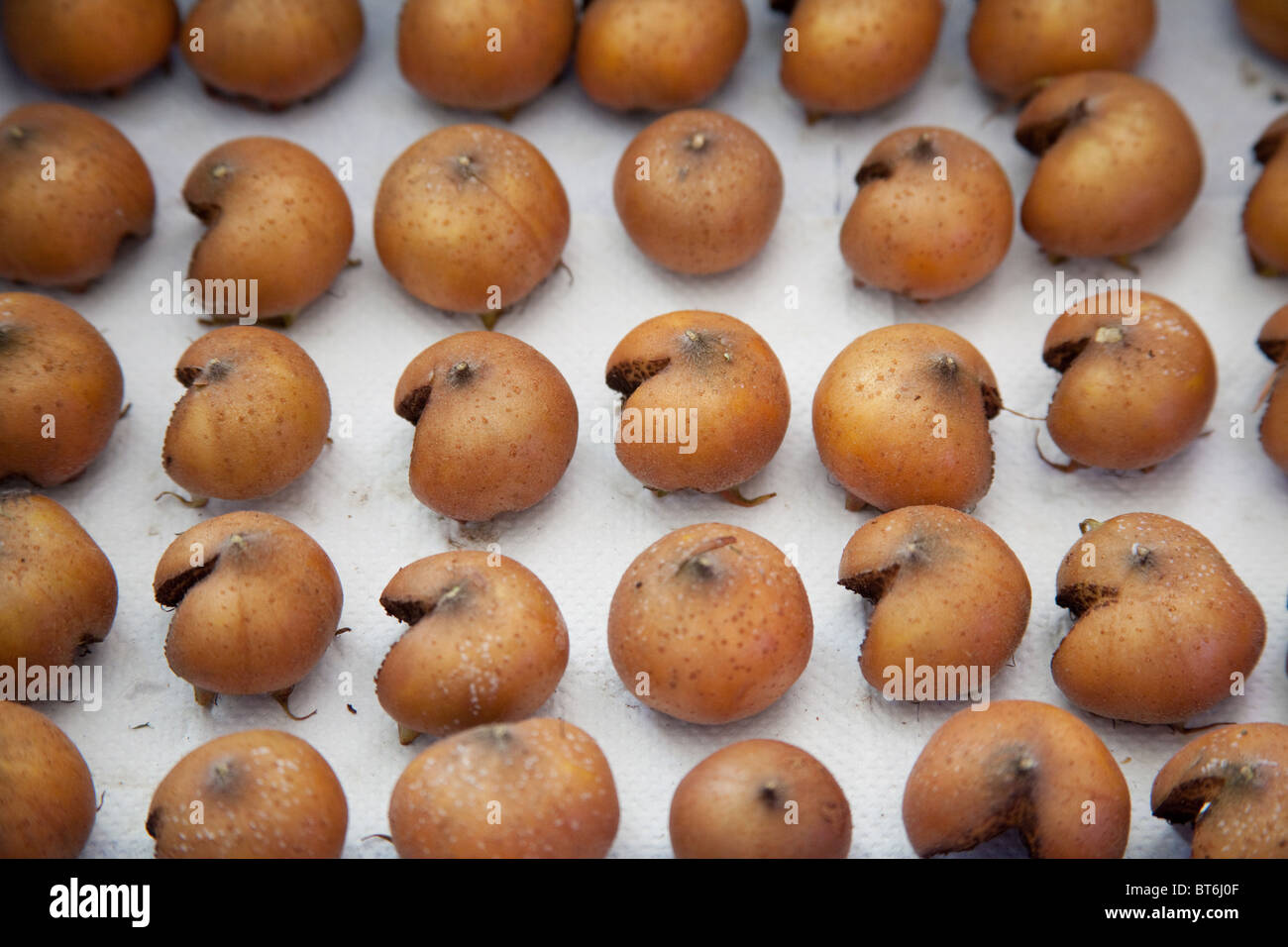 Medlar fruit (Mespilus germanica) in storage waiting to ripen (bletting ...