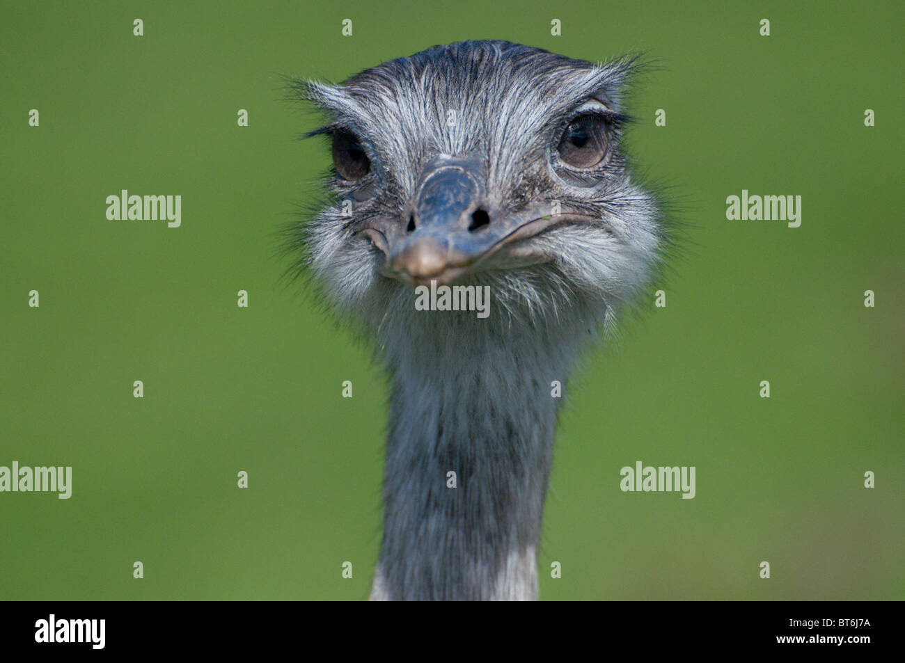 Rhea bird hi-res stock photography and images - Alamy