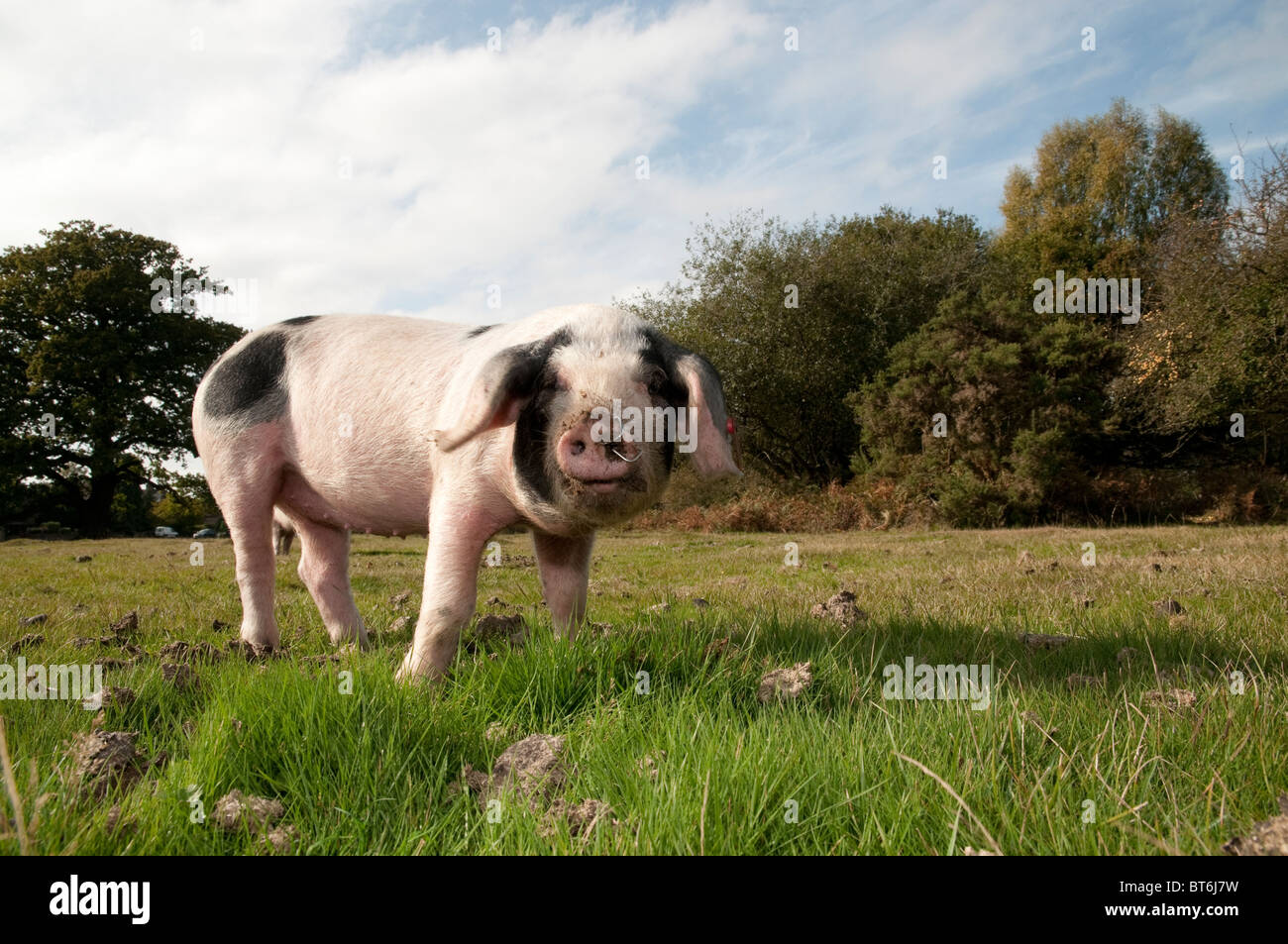 Pigs foraging for acorns in the New Forest under the ancient law of ...