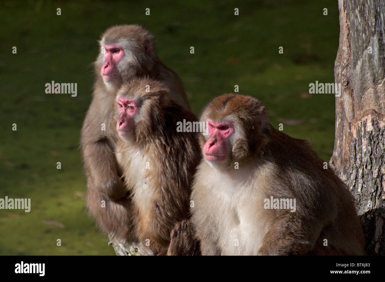 A trio of Japanese Macaques Stock Photo - Alamy