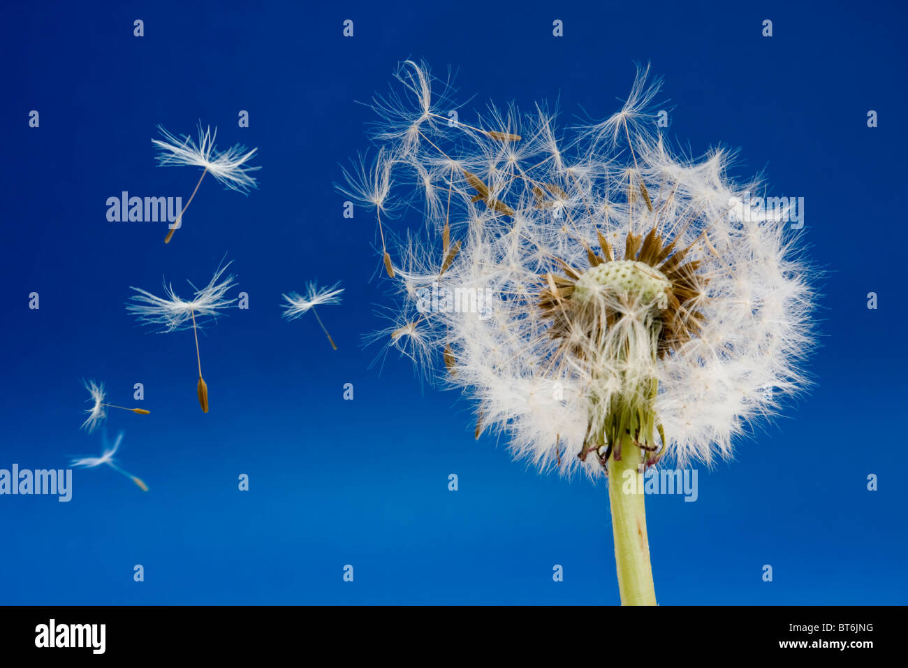 Flying seeds hi-res stock photography and images - Alamy