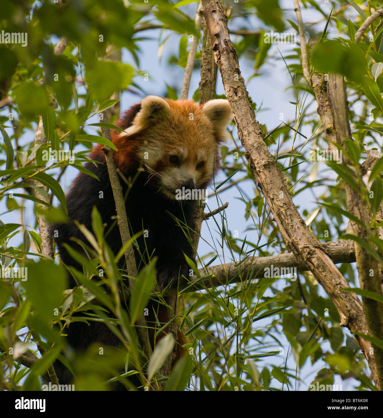 Cornwall Zoo High Resolution Stock Photography and Images - Alamy