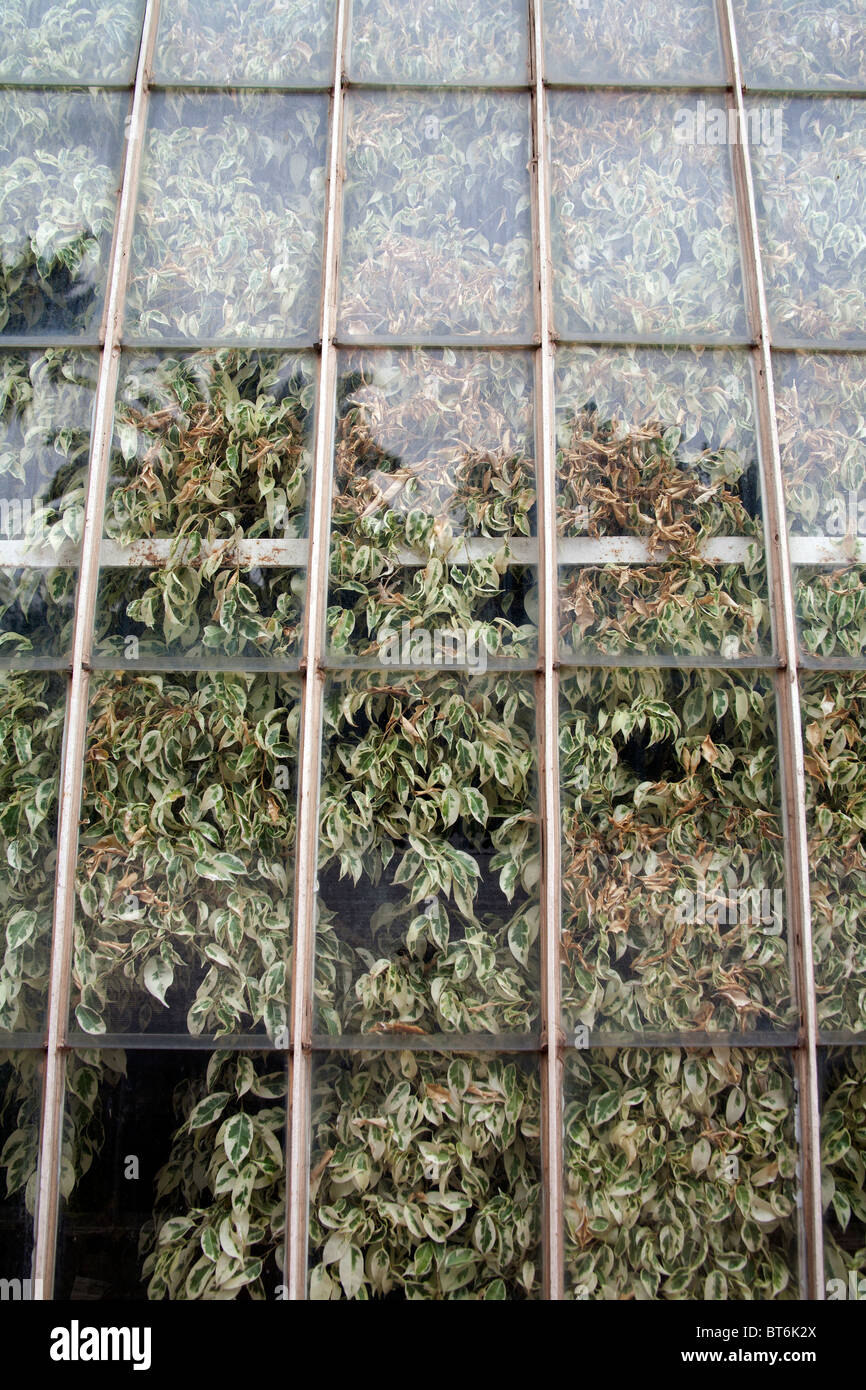 Ivy growing against the window in the glass house in the Jardin ...