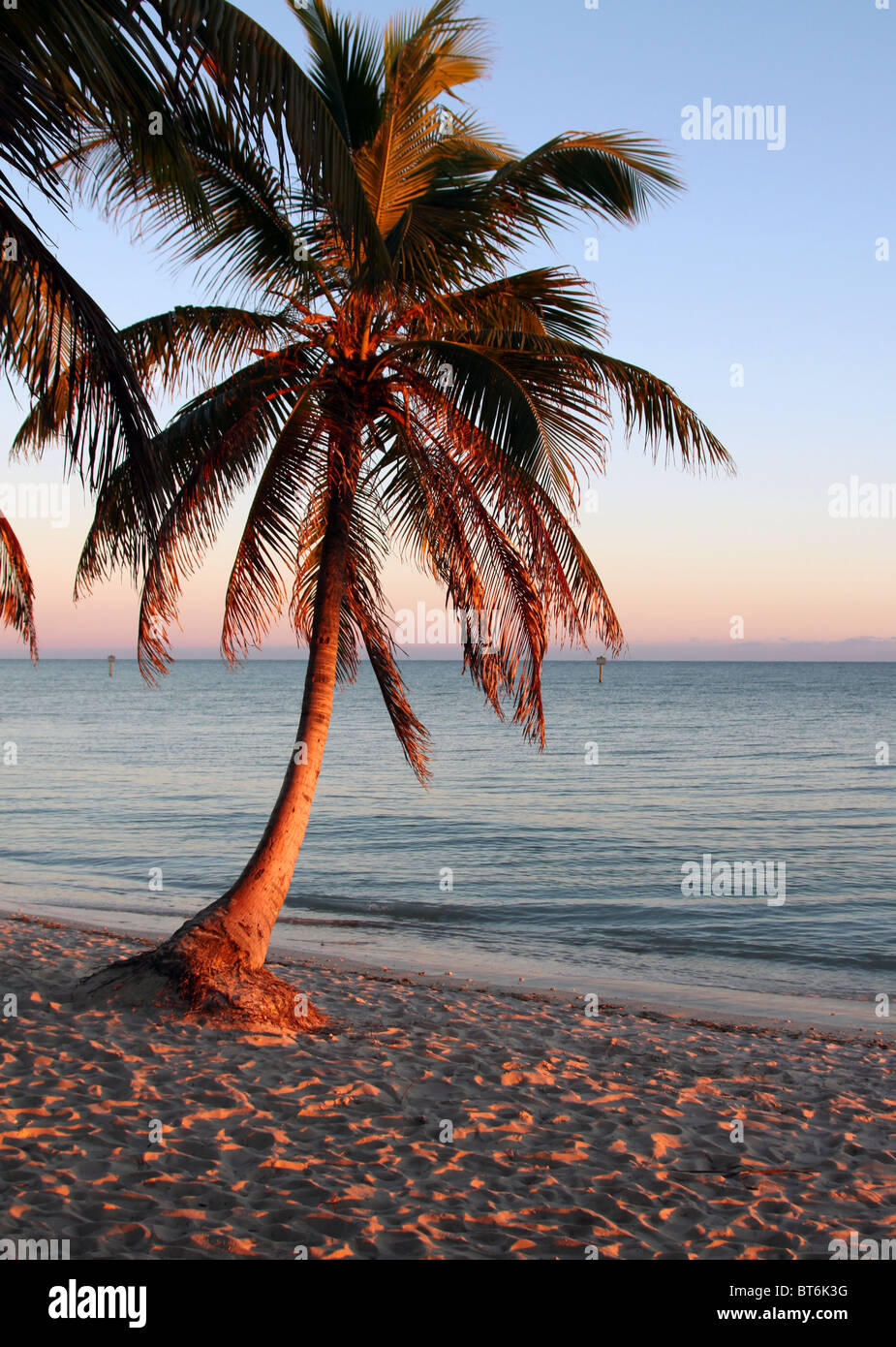Palm tree on the beach in late afternoon light Stock Photo - Alamy