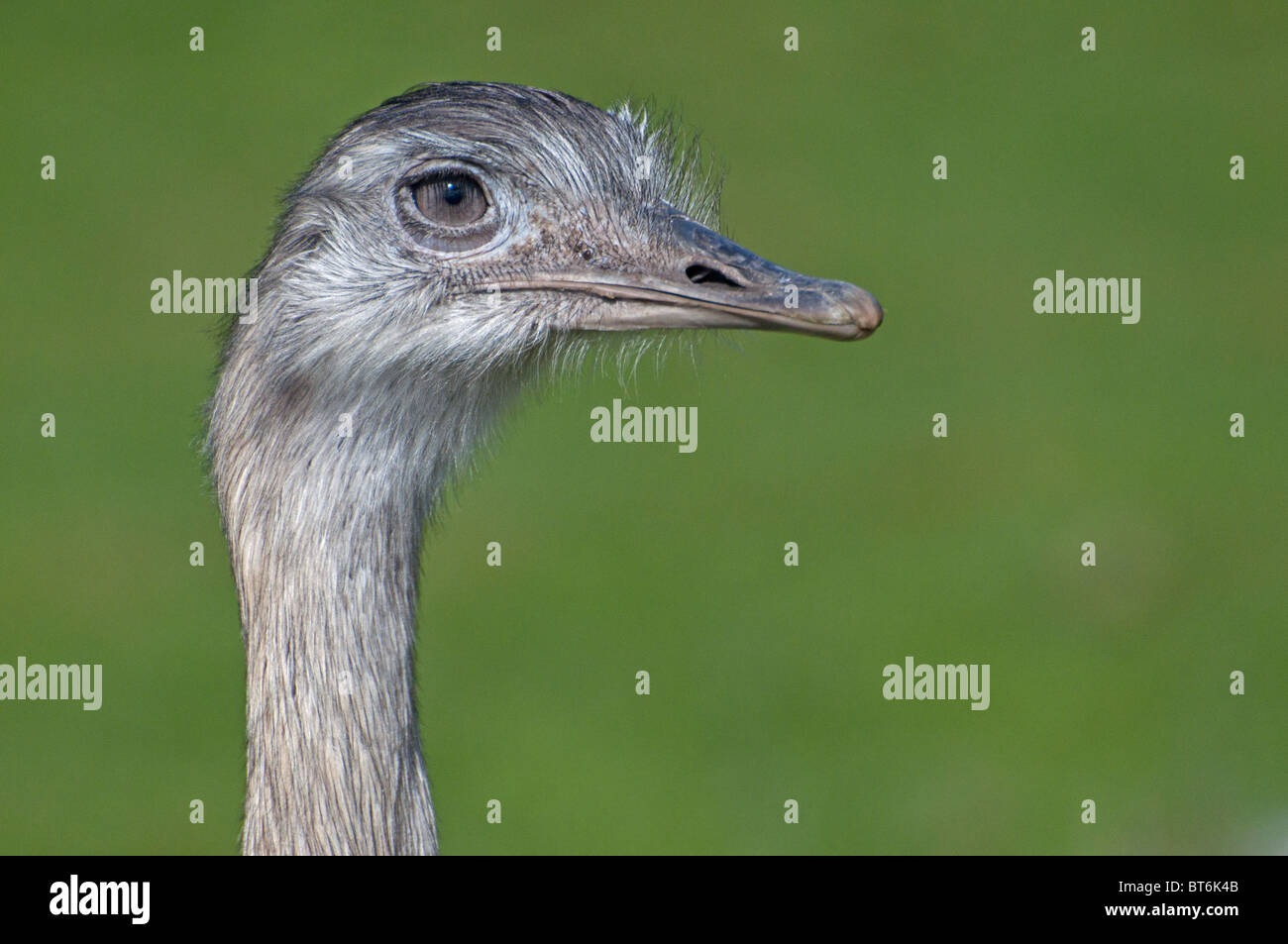 Rhea bird hi-res stock photography and images - Alamy