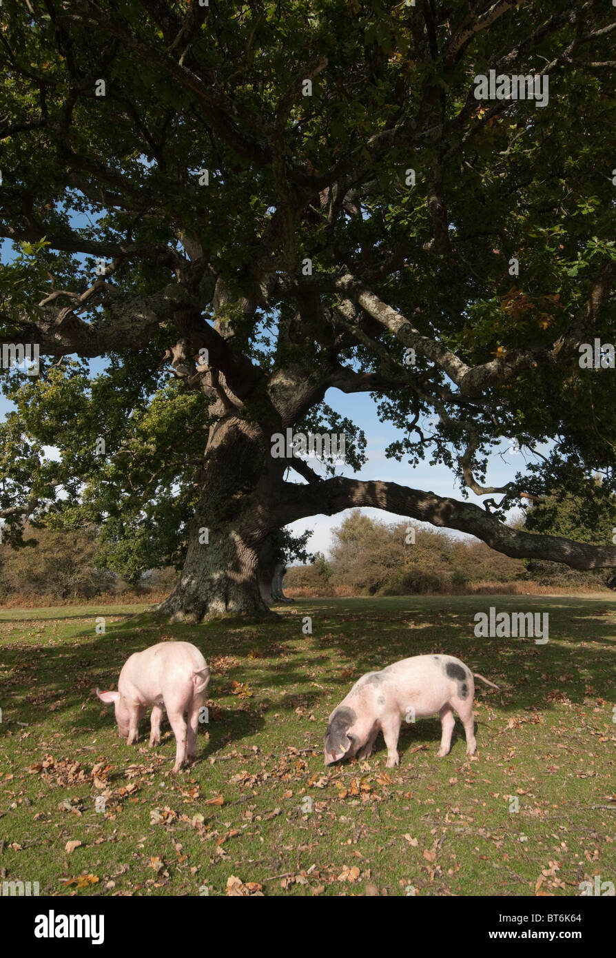 Pigs foraging for acorns in the New Forest under the ancient law of ...