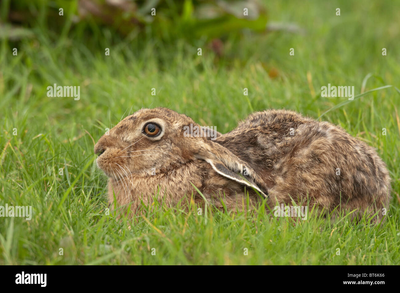Brown Hare (Lepus europaeus) sat down in crop Stock Photo - Alamy