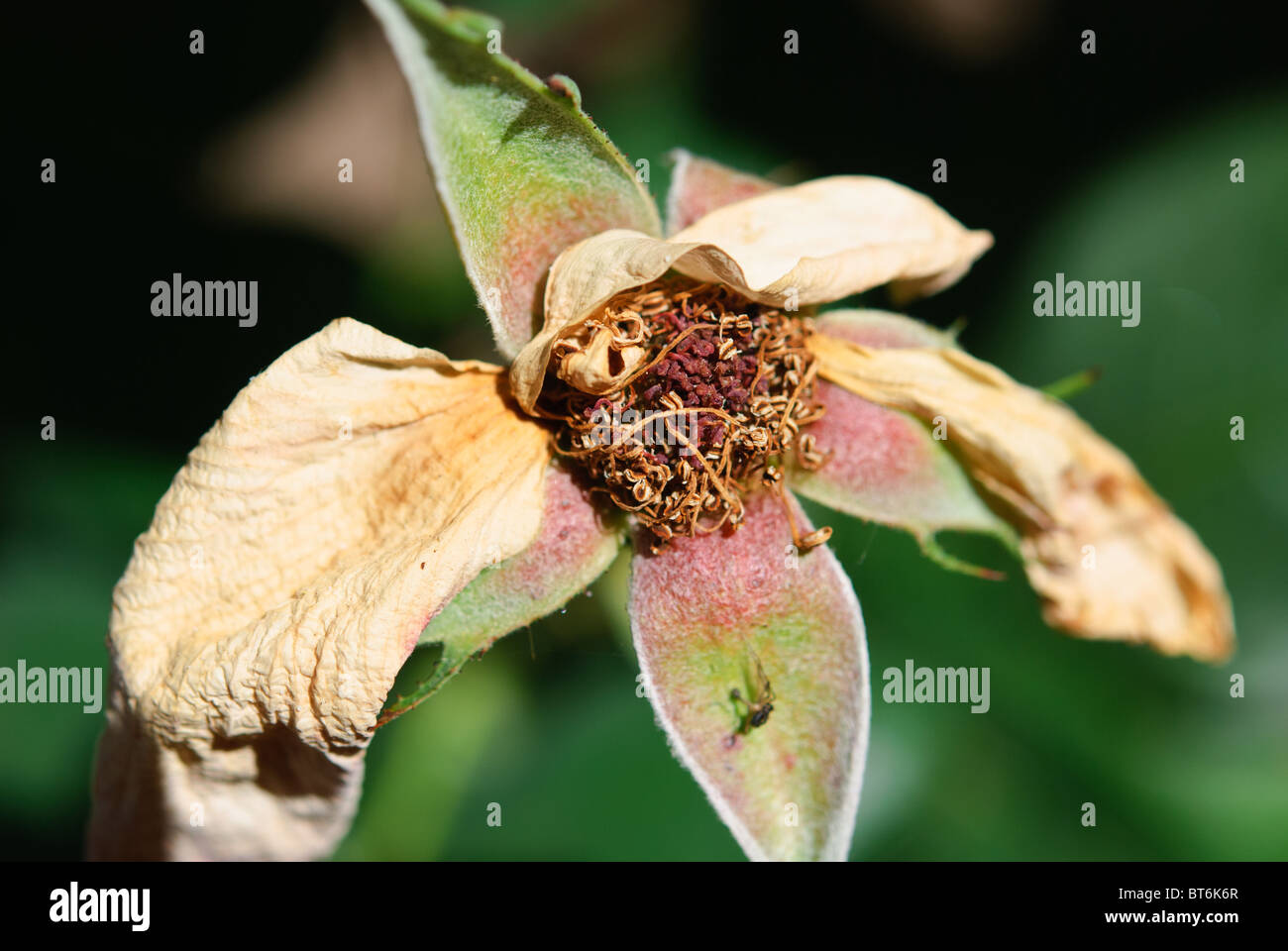 A dead rose Stock Photo - Alamy
