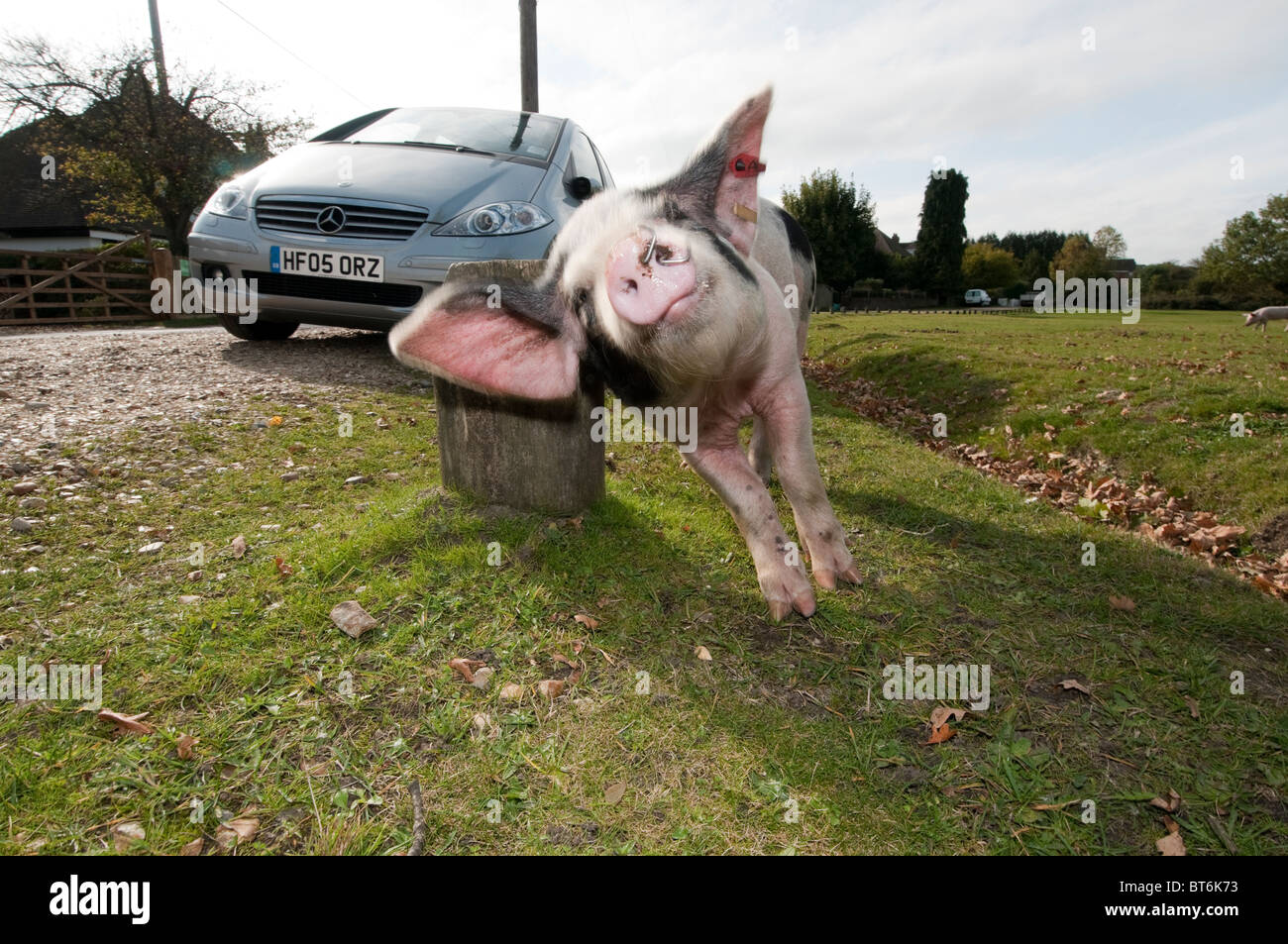 Pig having a scratch after foraging for acorns in the New Forest under ...