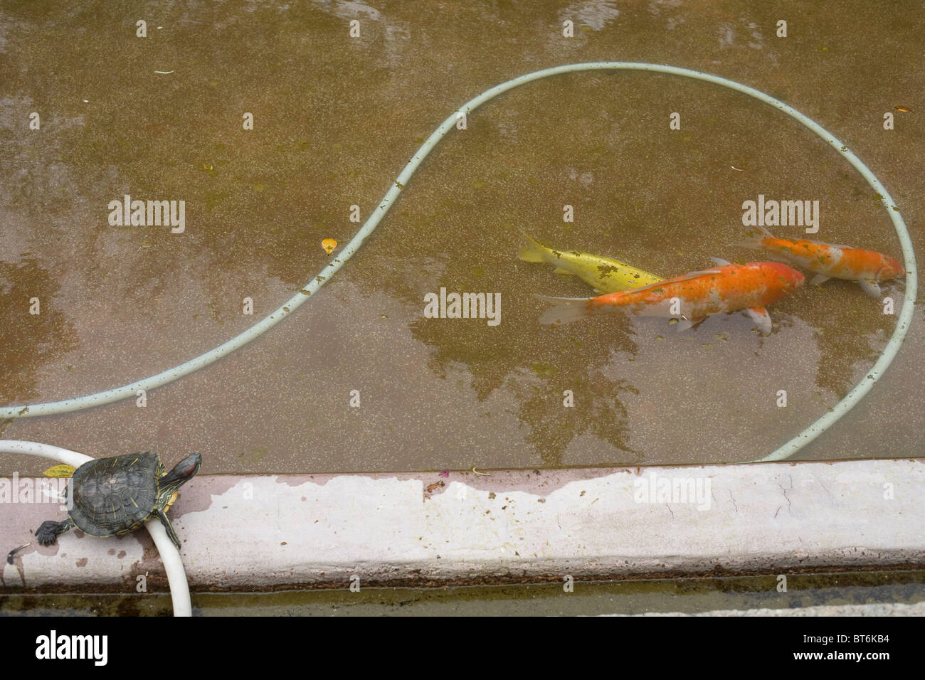Goldfish and a turtle in a pond in Hong Kong Stock Photo - Alamy