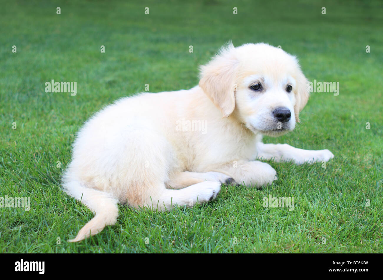 Golden retiever labrador puppy on the green grass Stock Photo - Alamy