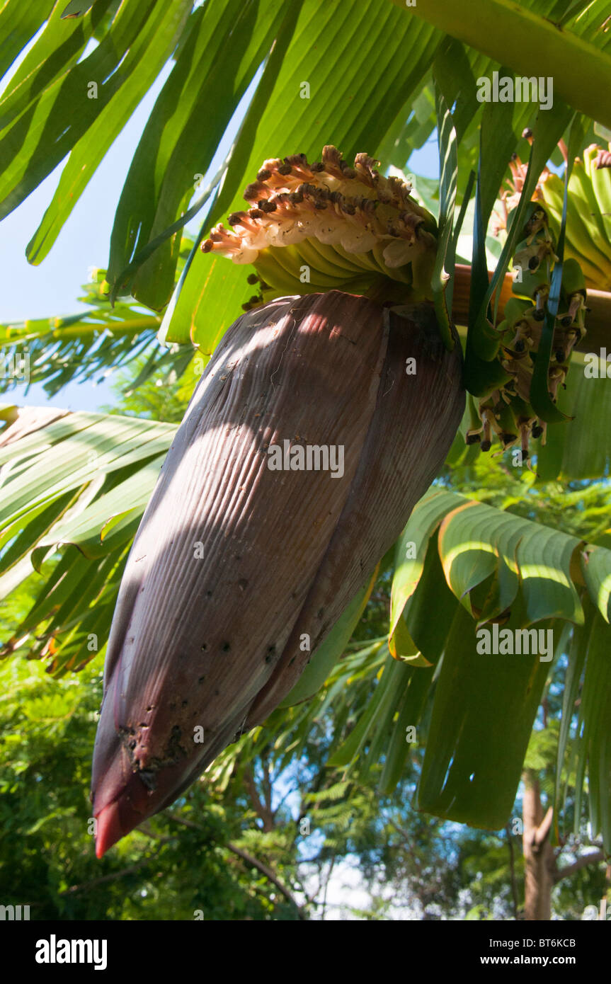 Banana tree bloom hi-res stock photography and images - Alamy