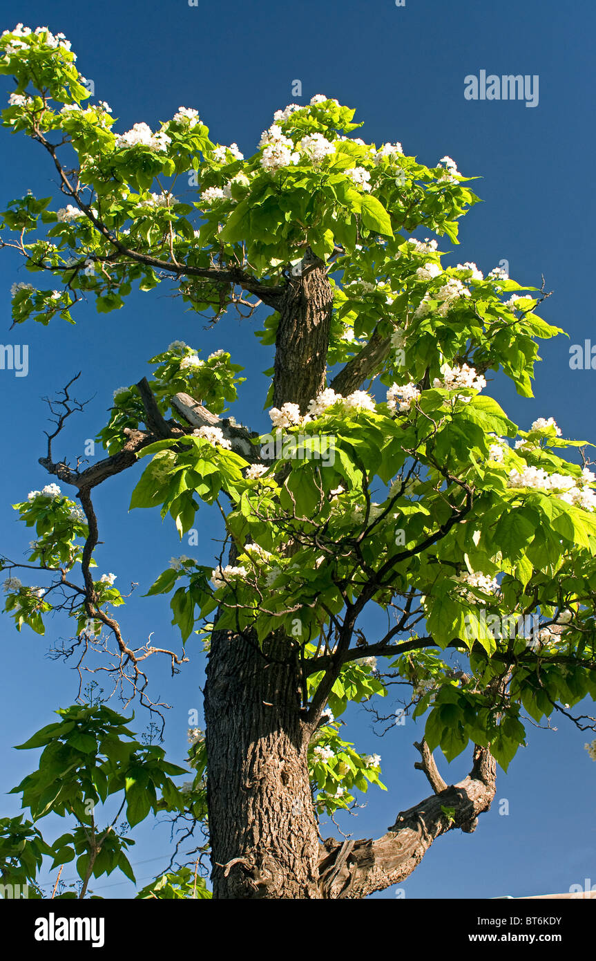 White flowering tree in Santa Fe New Mexico Stock Photo - Alamy