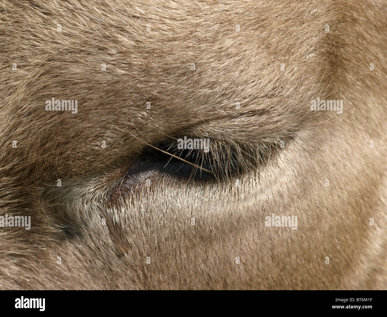 Cow eyelashes hi-res stock photography and images - Alamy