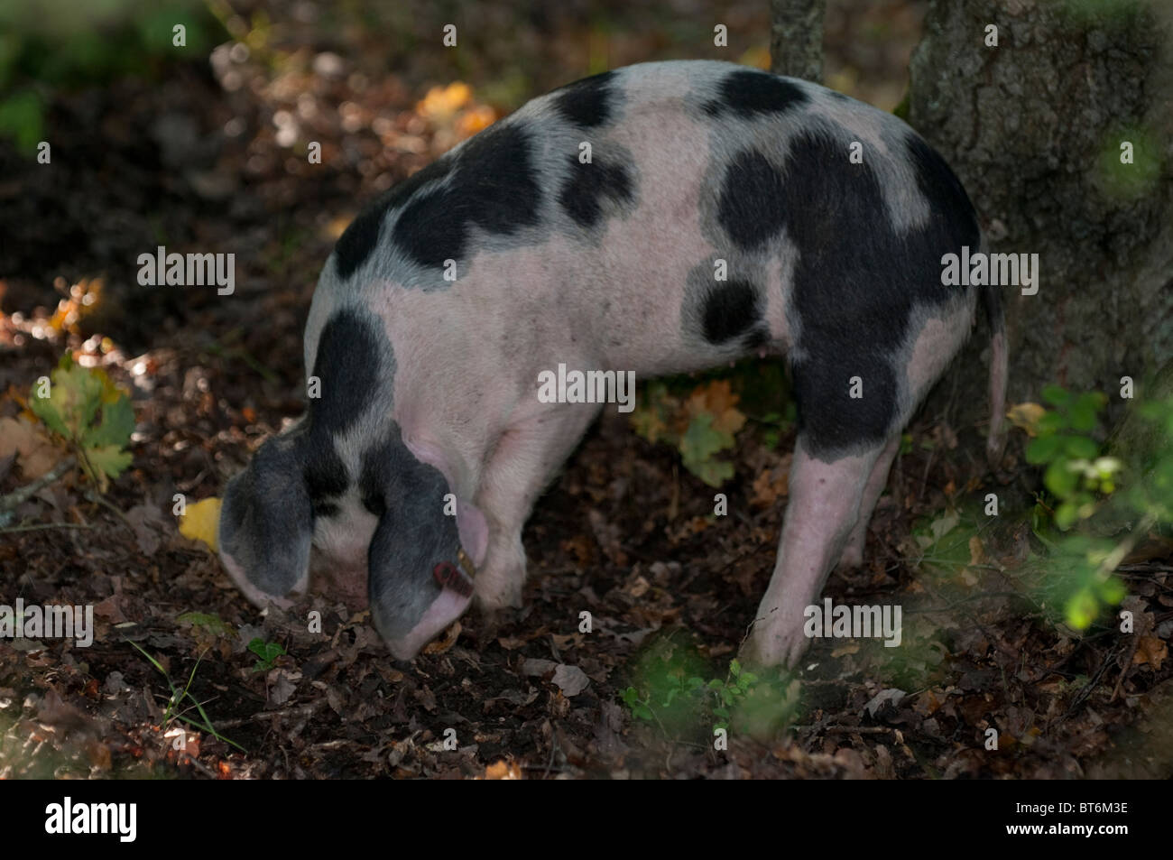 Pigs foraging for acorns in the New Forest under the ancient law of ...