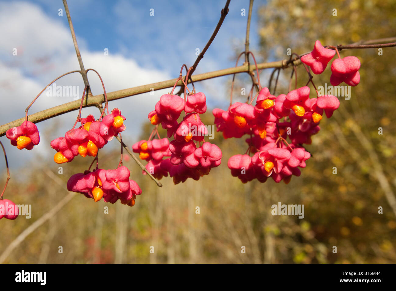 Common Spindle ( Euonymus europaeus) berries, Hampshire, England Stock ...