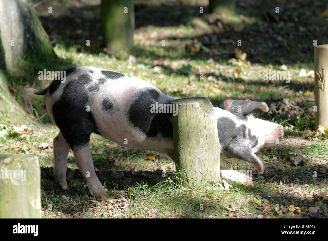 Pigs foraging for acorns in the New Forest under the ancient law of ...