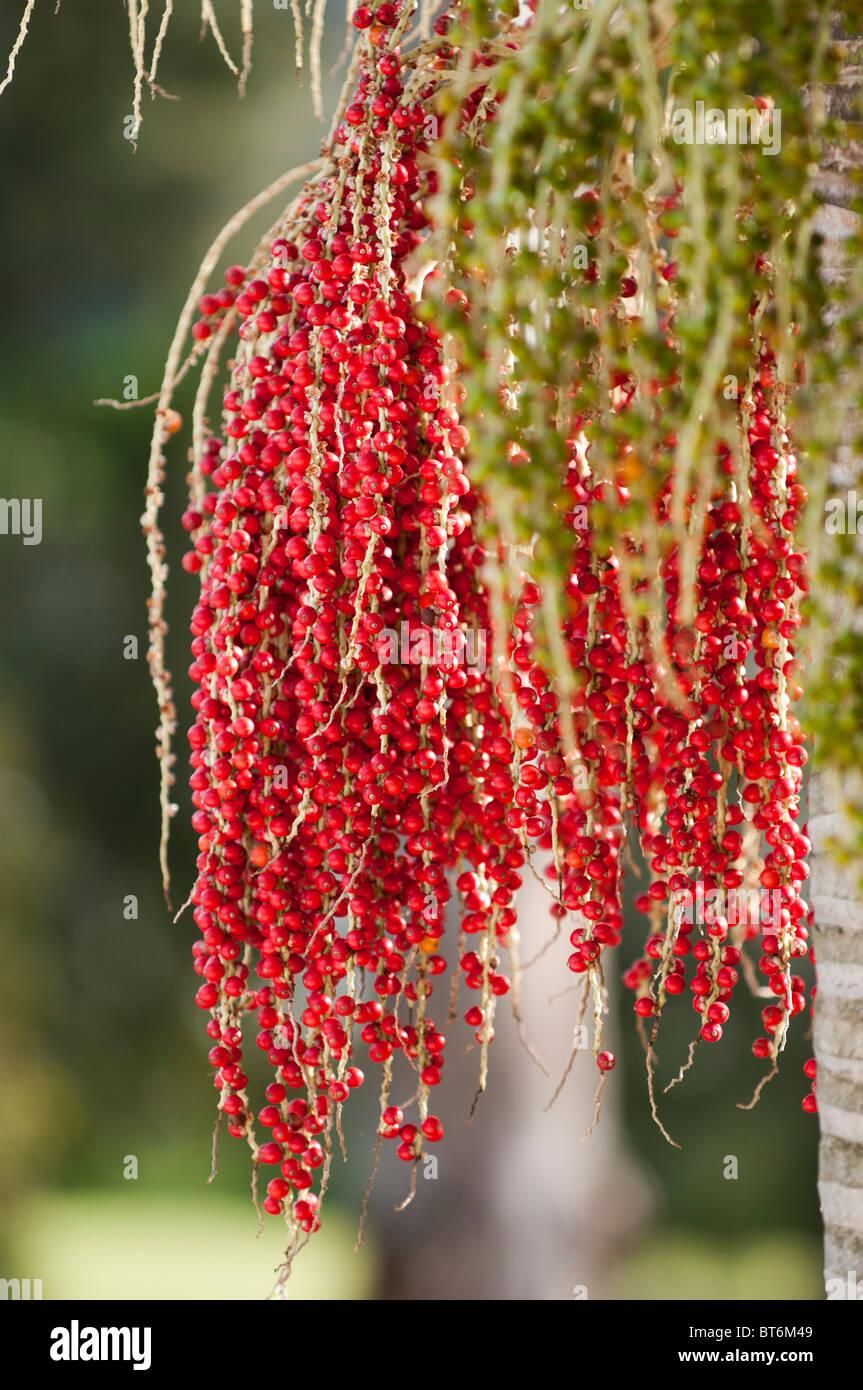 Alexandra Palm seeds, Brisbane, Queensland, Australia Stock Photo - Alamy