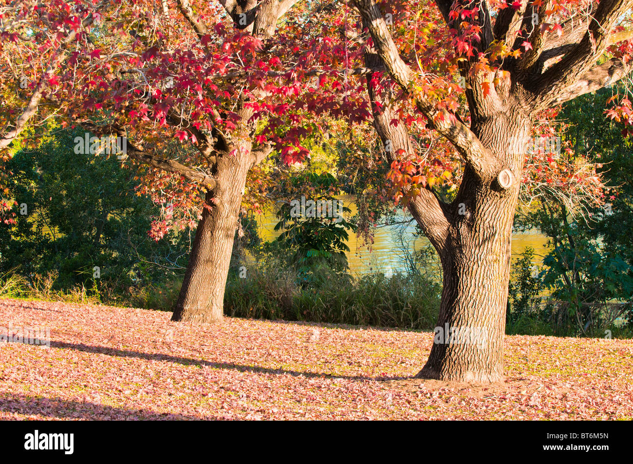 Red autumn river hi-res stock photography and images - Alamy