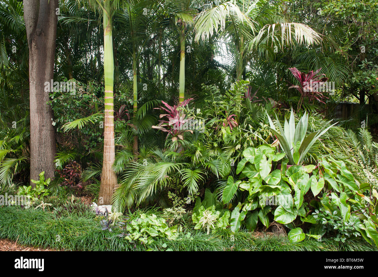 Subtropical suburban backyard, Brisbane, Queensland, Australia Stock ...