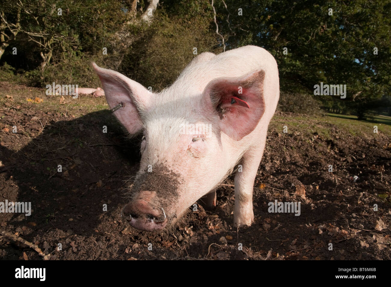 Pigs foraging for acorns in the New Forest under the ancient law of ...